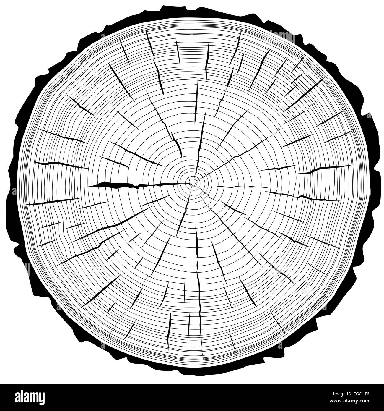 Growth rings oak tree Black and White Stock Photos & Images - Alamy