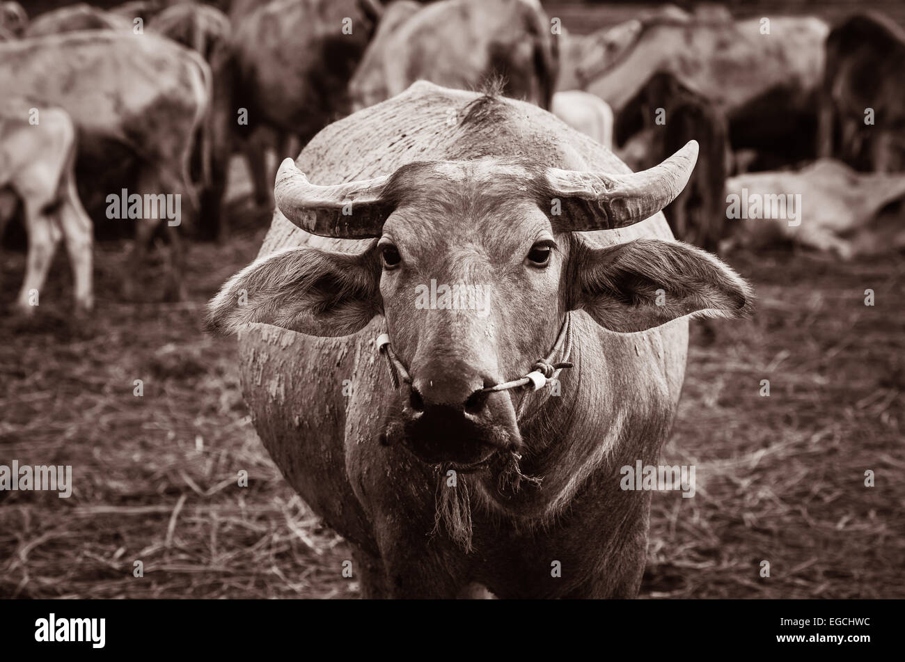 Asian buffalo in farm at Thailand Stock Photo - Alamy