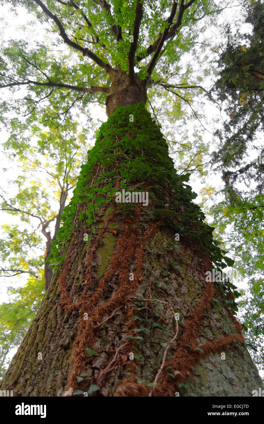 old tree overgrown with a convolvulus Stock Photo - Alamy