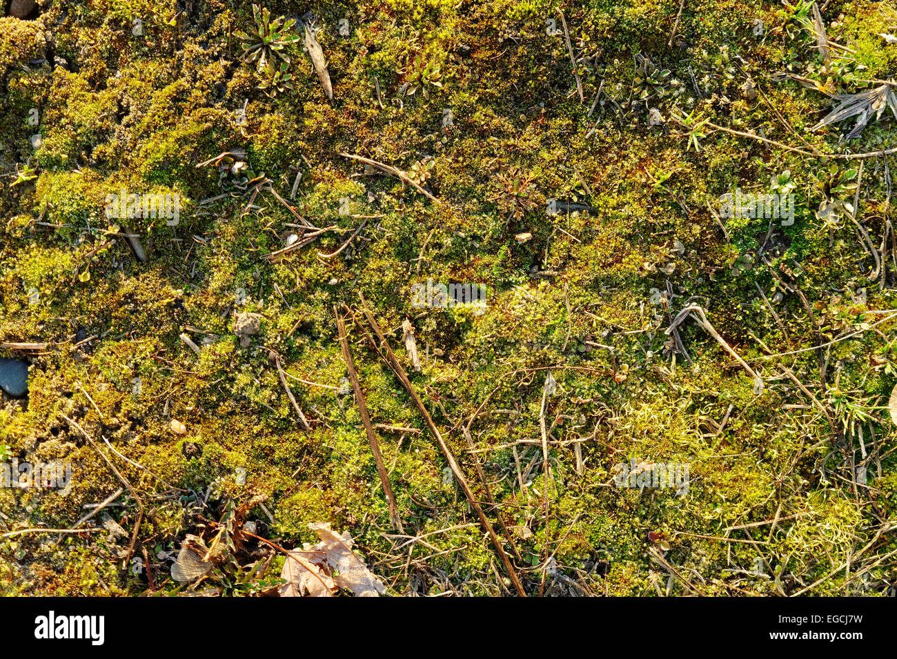 Mossy land hi-res stock photography and images - Alamy