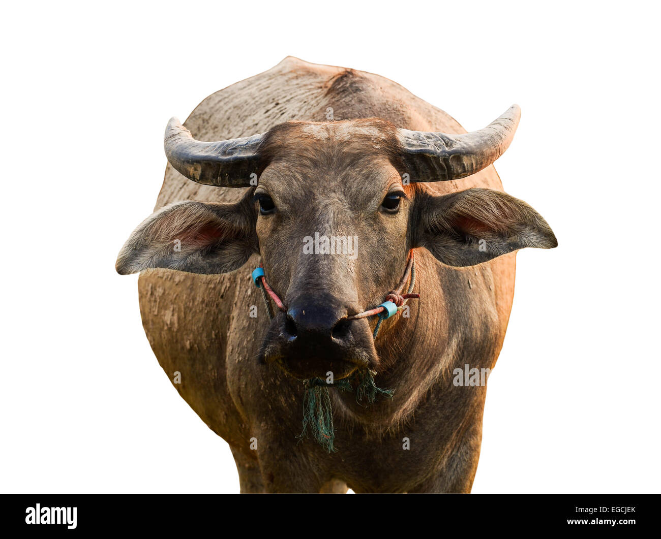 Buffalo isolated on the white background Stock Photo - Alamy