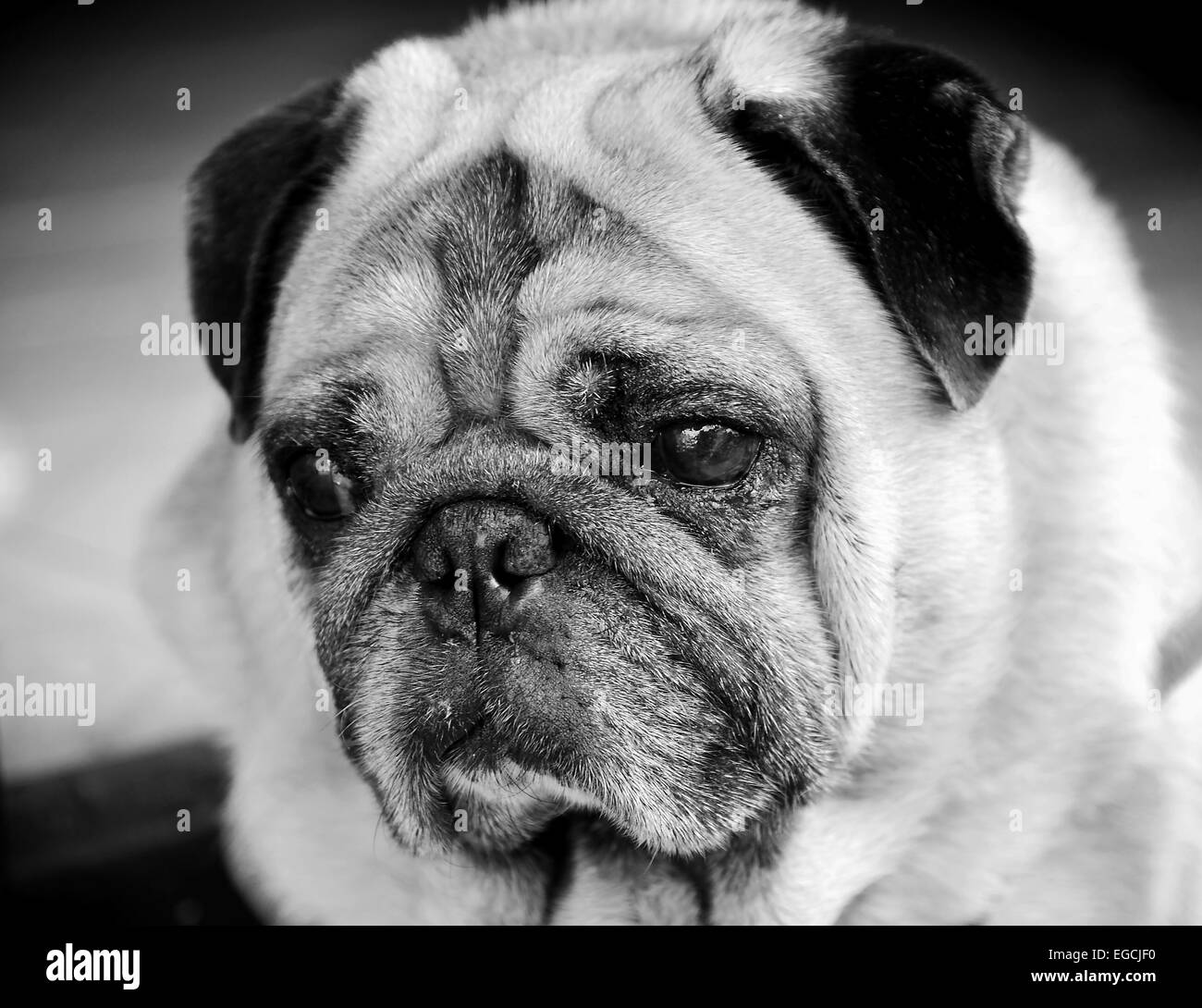Pug on a lap hi-res stock photography and images - Alamy