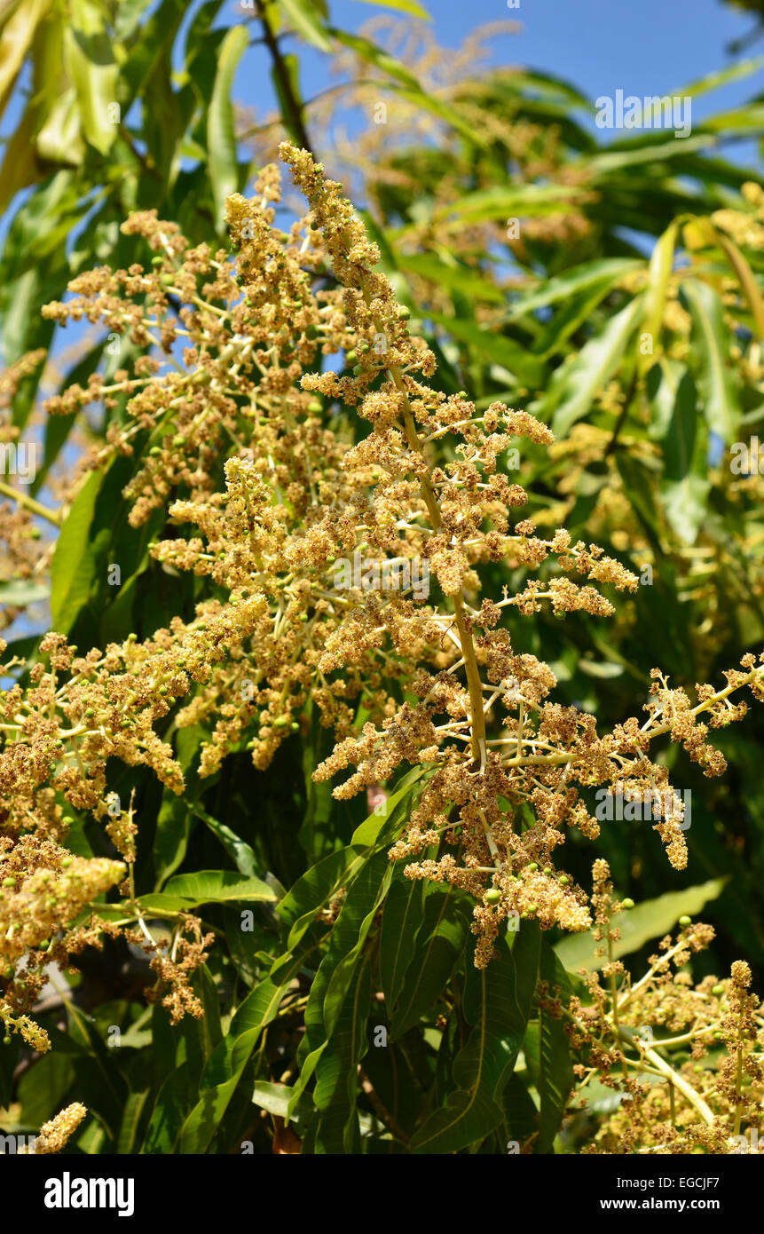 Mango tree blossoms Stock Photo - Alamy