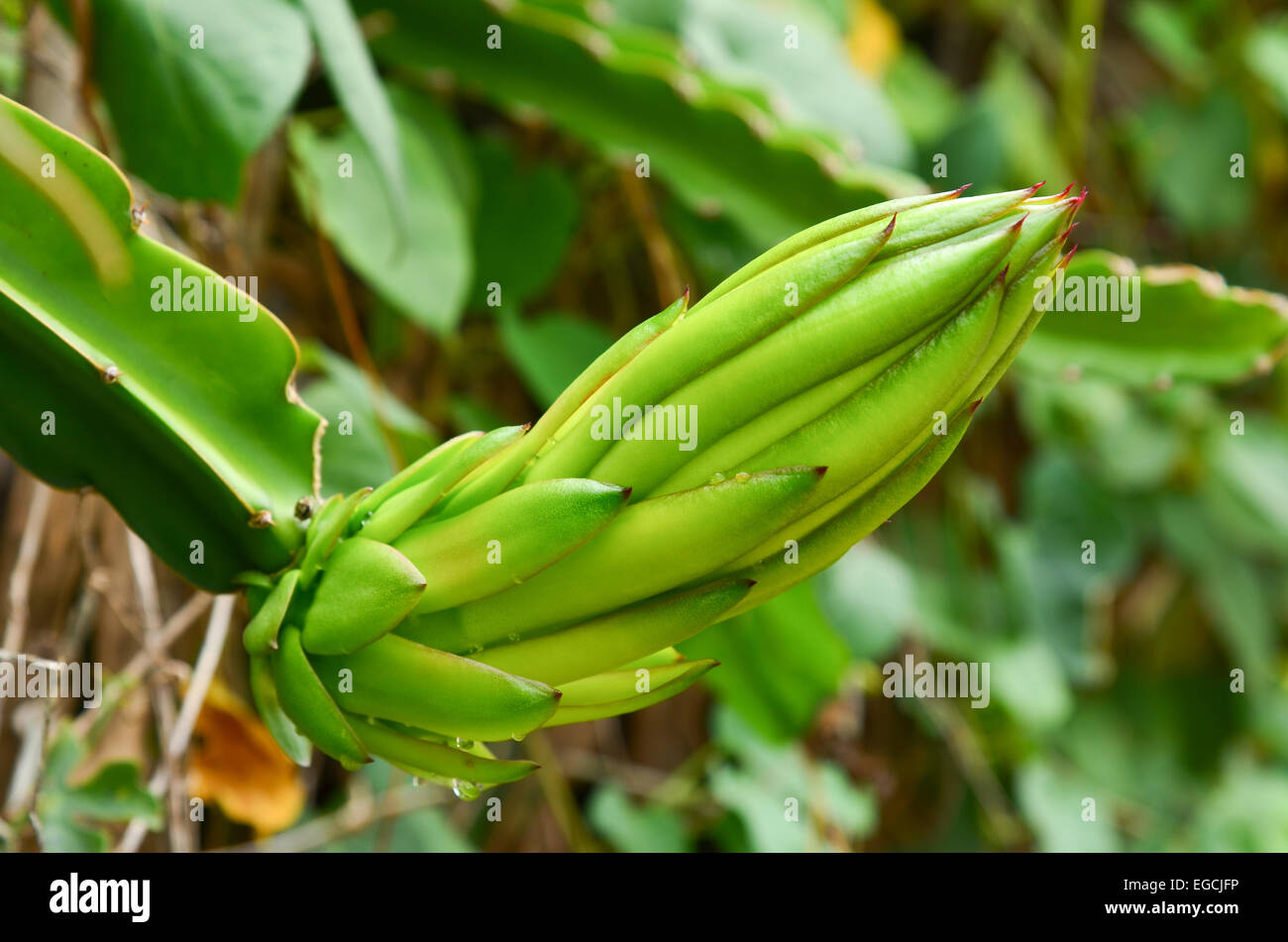 Dragon Fruit tree Stock Photo - Alamy