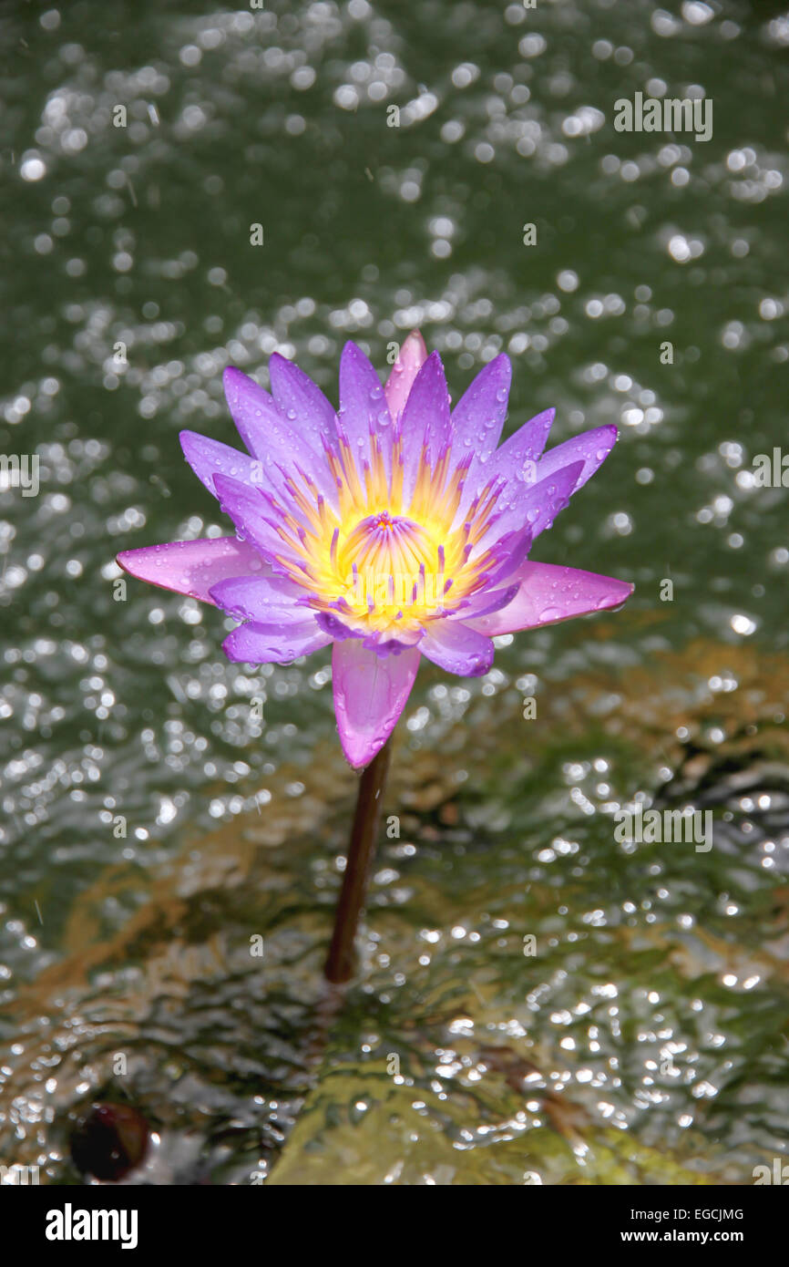 Purple lotus in a morning Stock Photo - Alamy