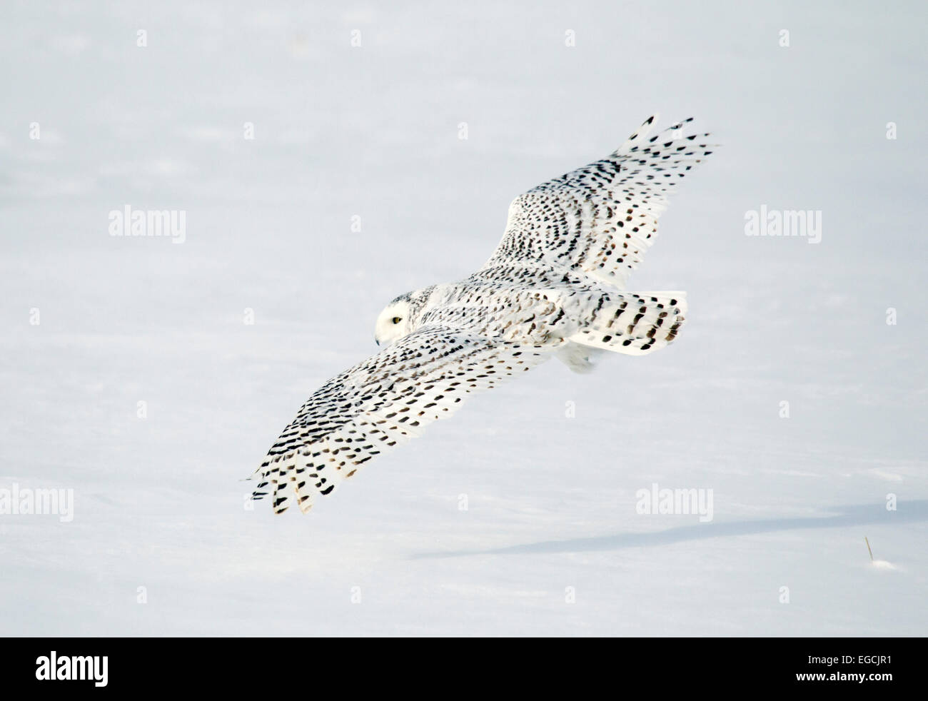 Snowy Owl Feather Patterns Stock Photo - Alamy