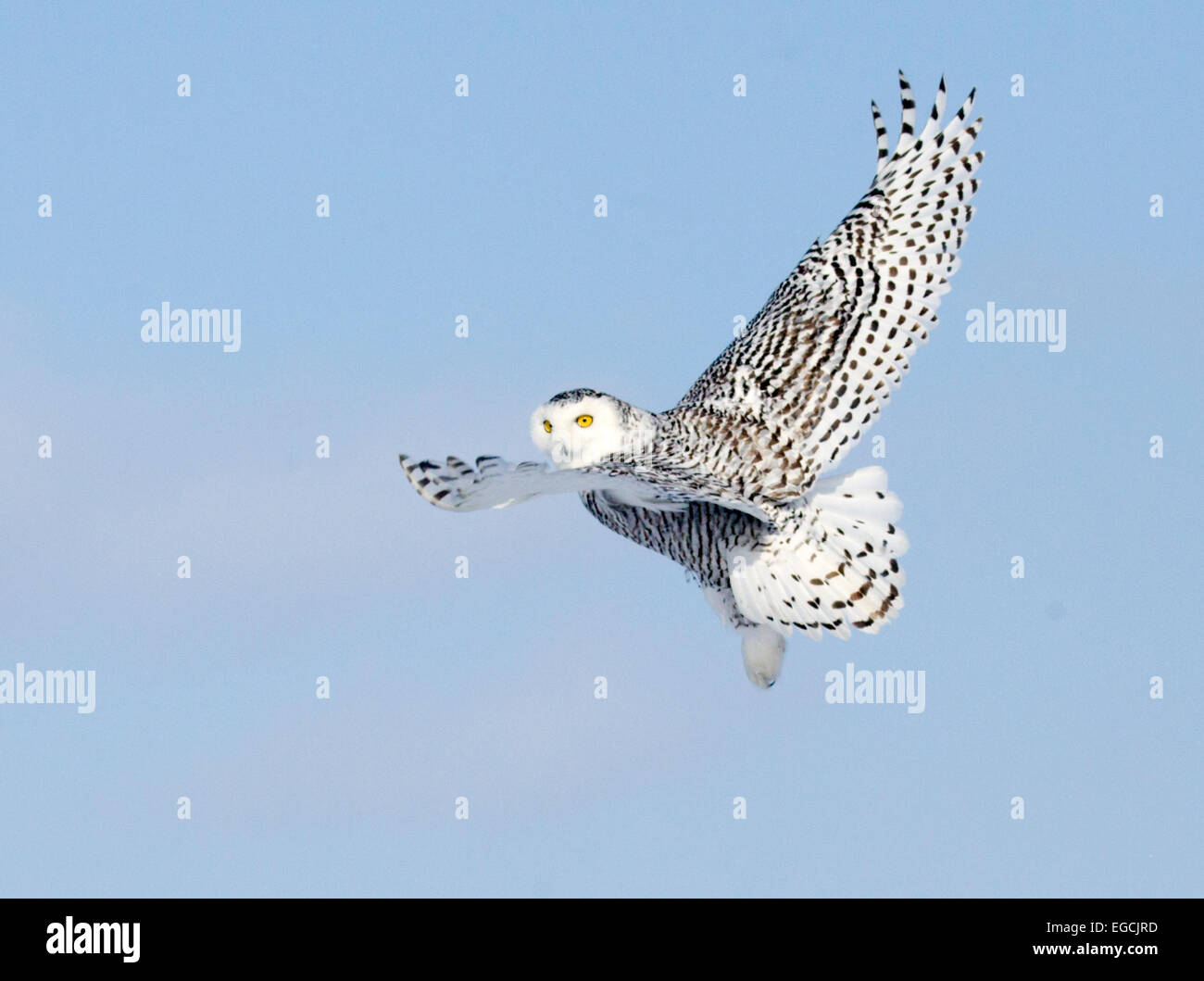 Owl looking back hi-res stock photography and images - Alamy