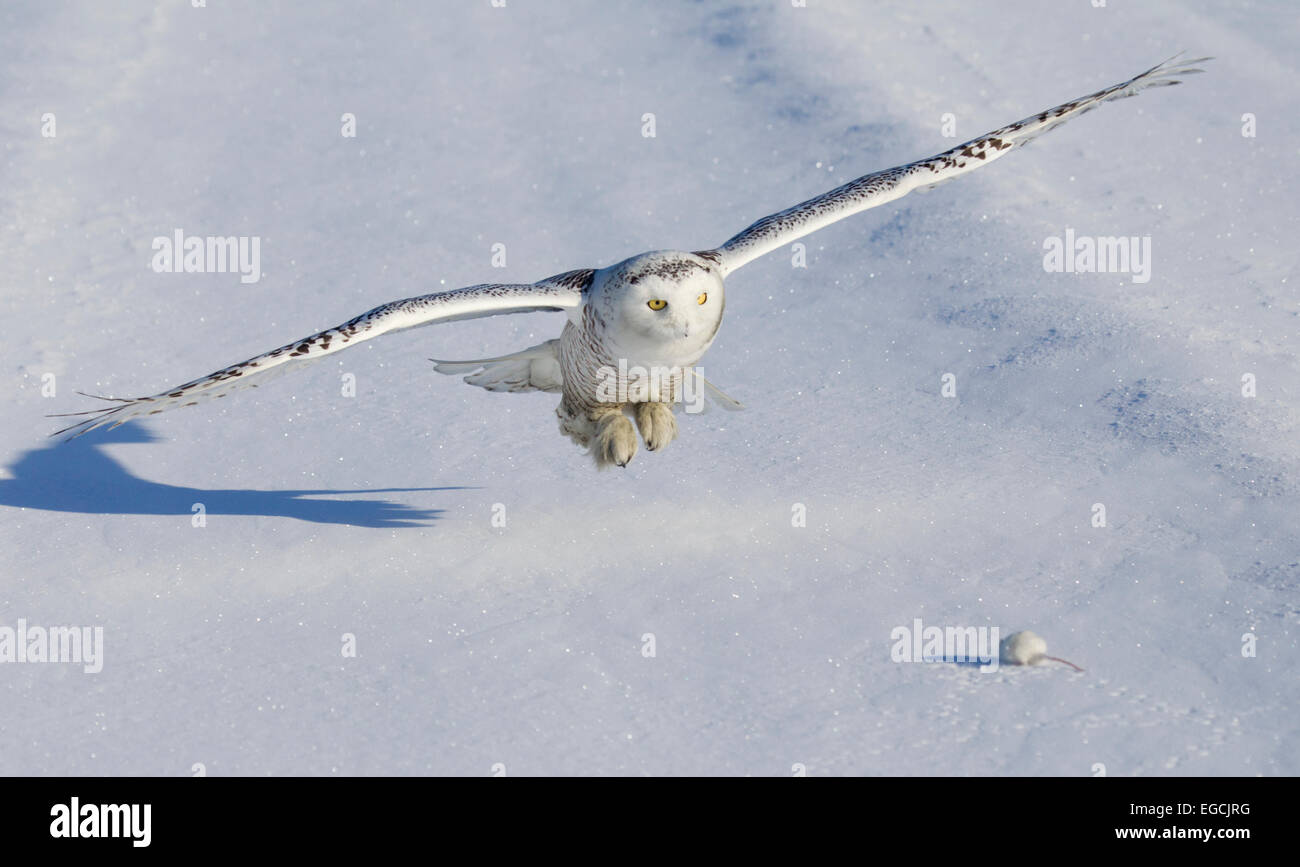 Bubo bubo attacking hi-res stock photography and images - Alamy