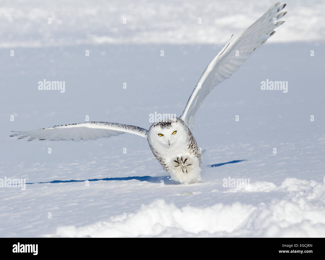Snowy owl attacking mouse hi-res stock photography and images - Alamy