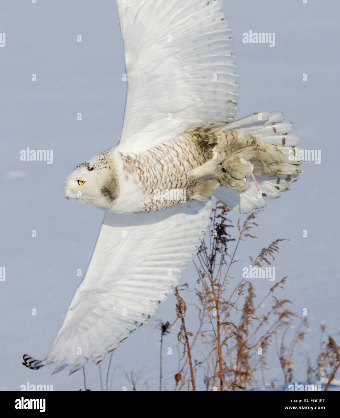 Snowy Owl in Flight Stock Photo - Alamy
