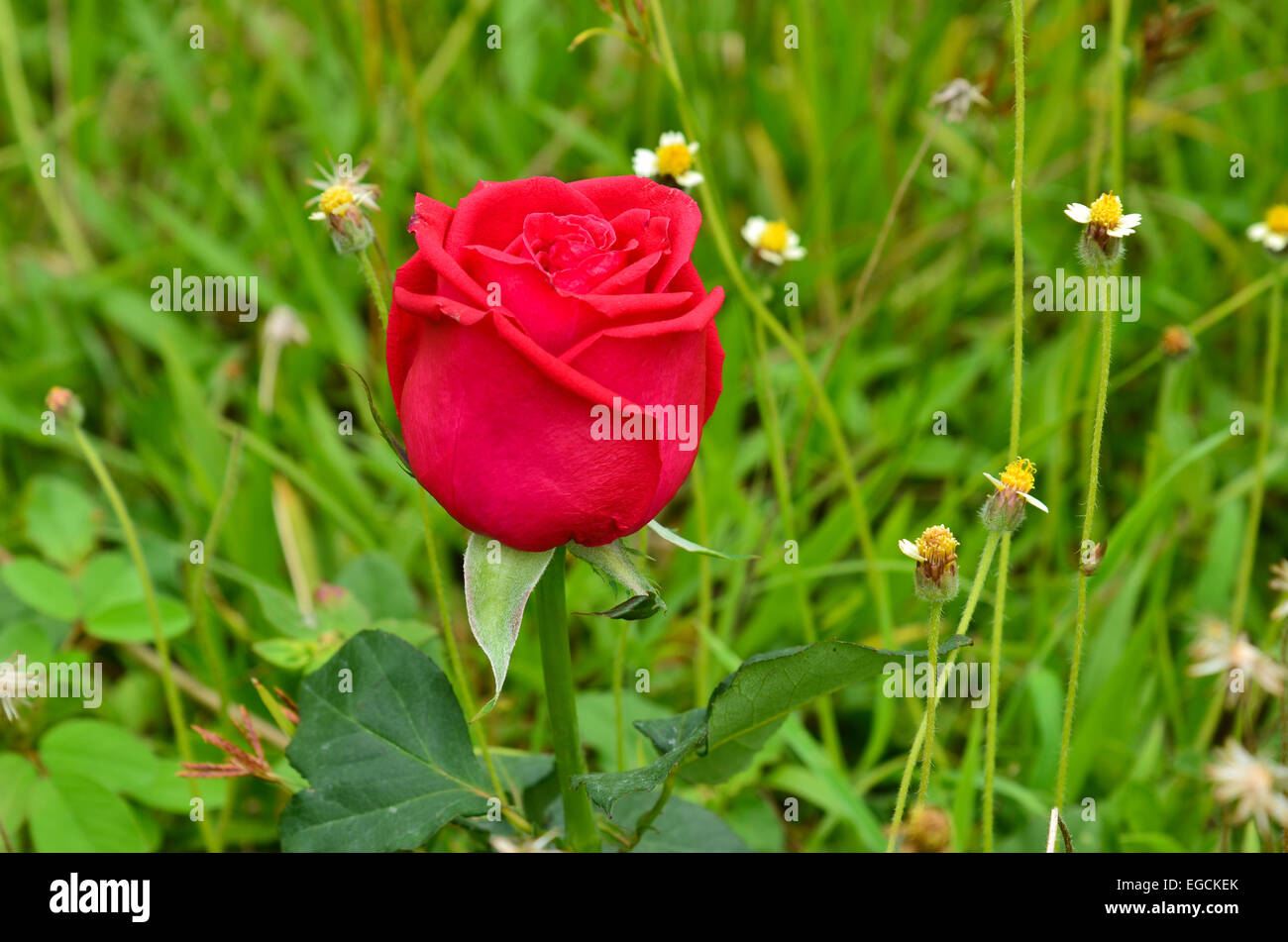 Red Rose In Garden Stock Photo - Alamy