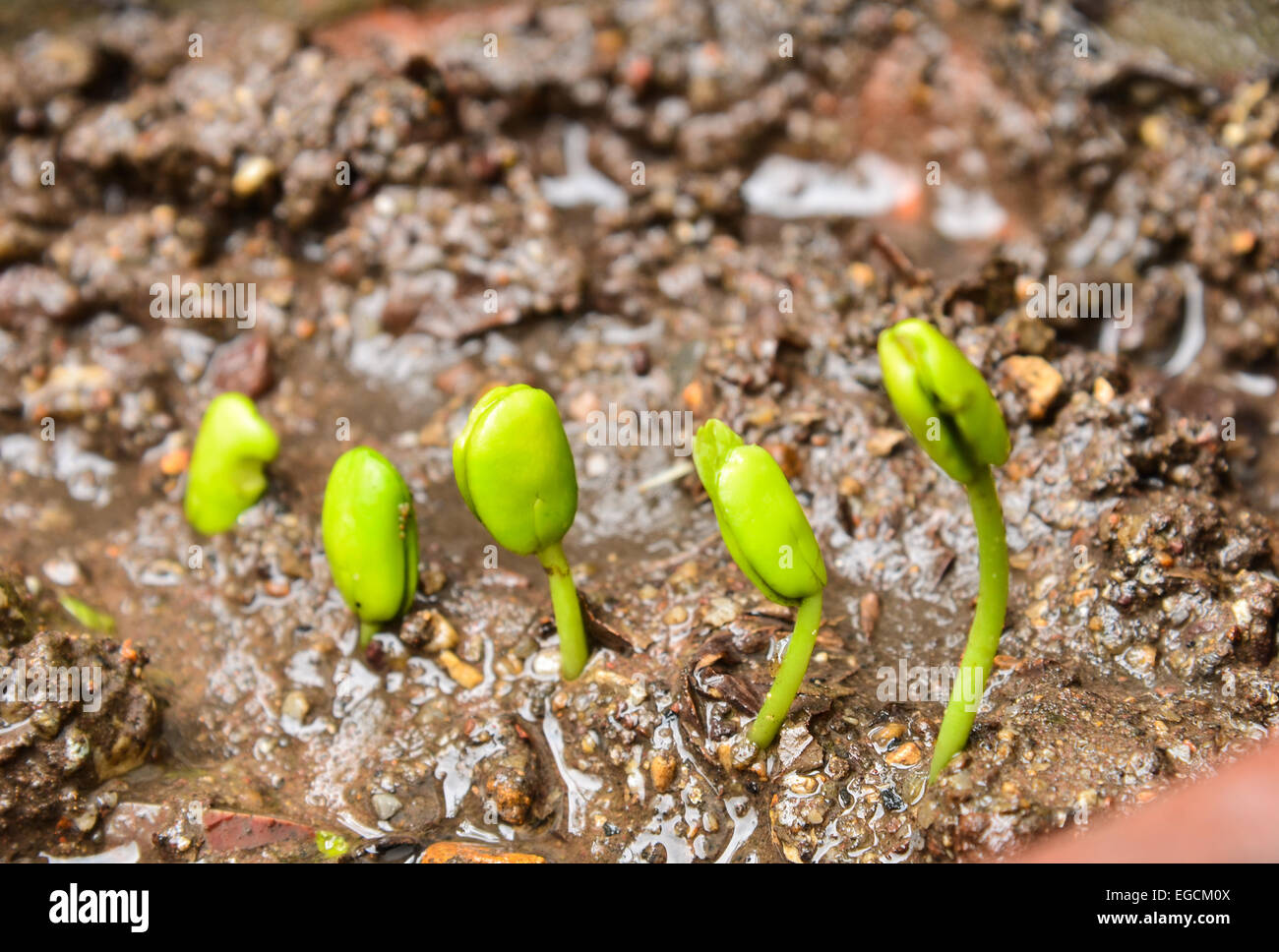 Step of growing tamarind sprout Stock Photo - Alamy