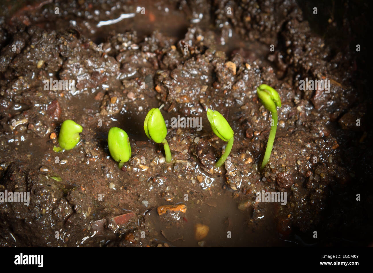 Tamarind sapling hi-res stock photography and images - Alamy