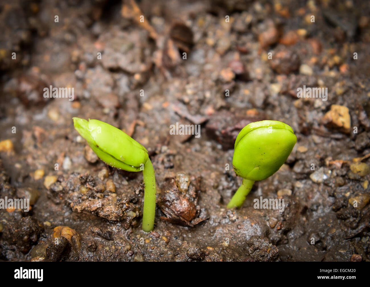 Green sprout growing from seed Stock Photo - Alamy