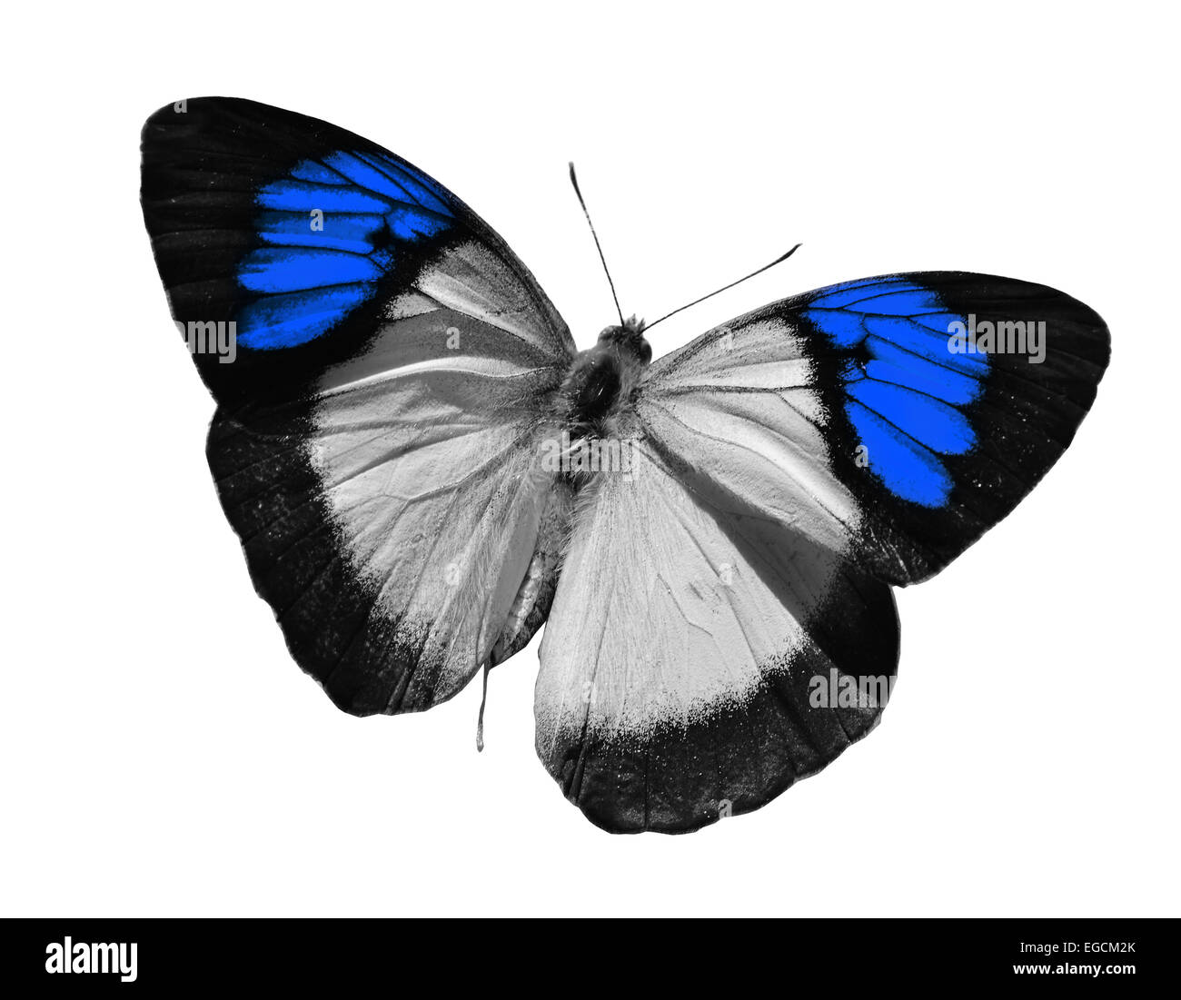 Blue morpho butterfly Cut Out Stock Images & Pictures - Alamy