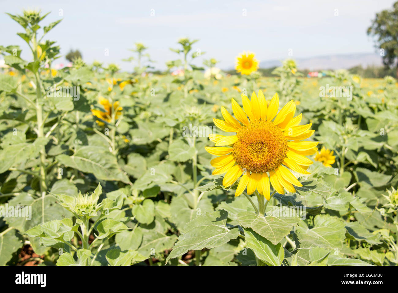 A solitary flower outstanding in a sunflower field Stock Photo - Alamy
