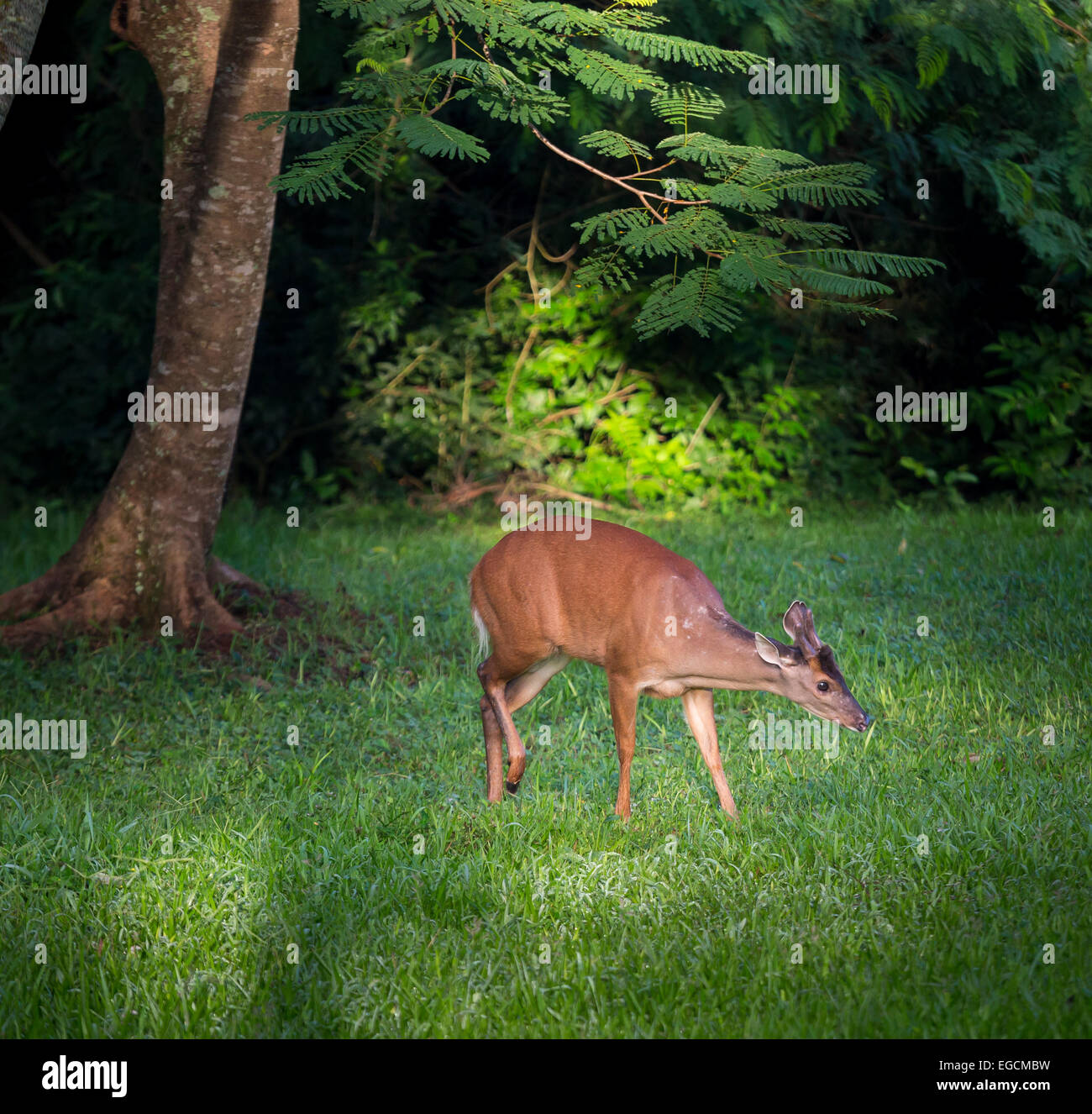 Pampas deer (Ozotoceros bezoarticus), here at Iguazu Falls, live in the ...