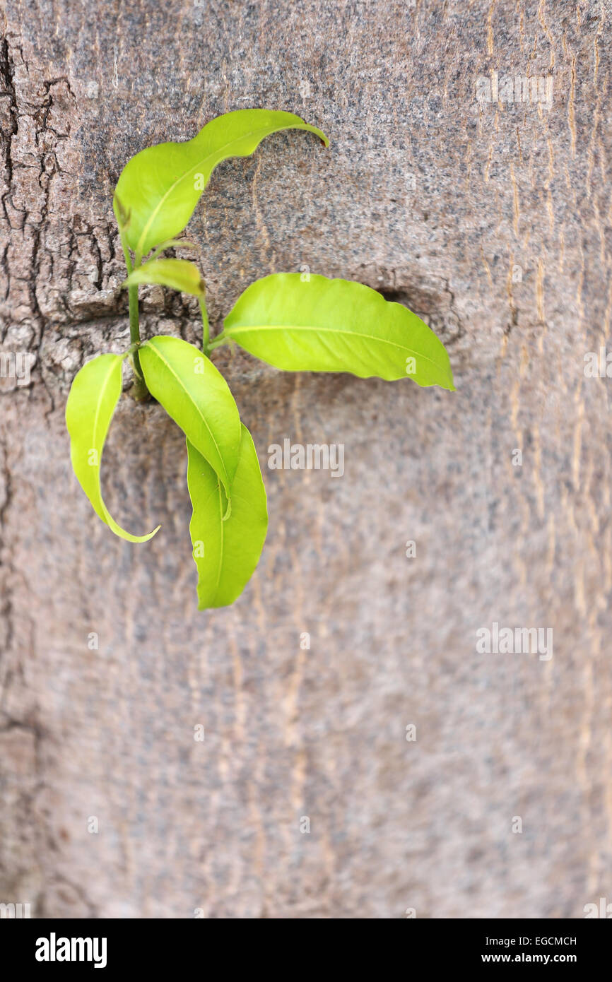 Growing to tree hi-res stock photography and images - Alamy