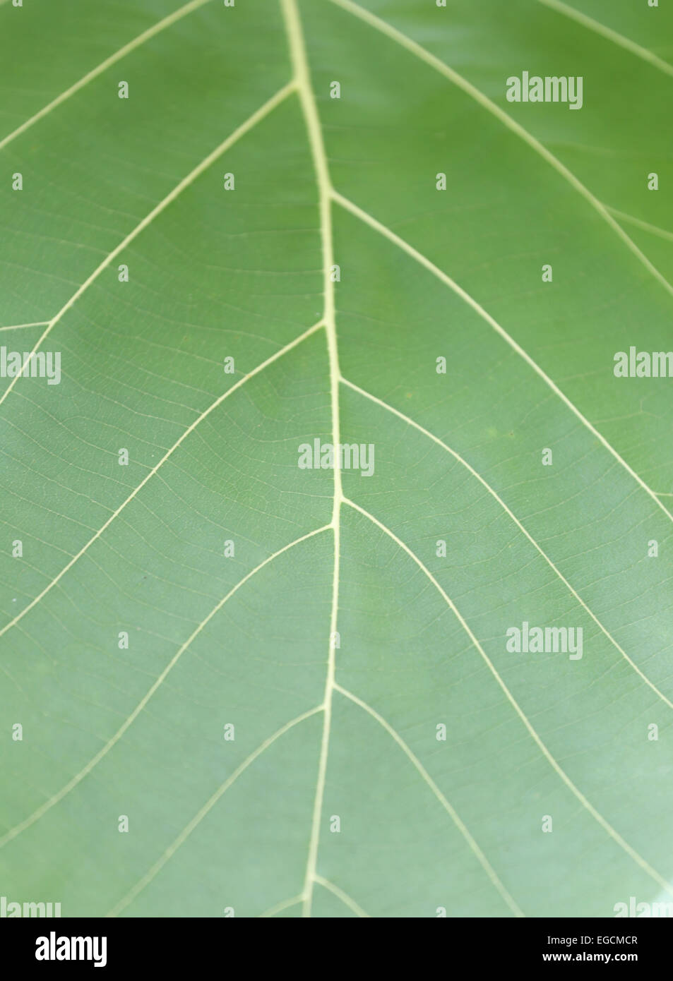 Natural leaf pattern hi-res stock photography and images - Alamy