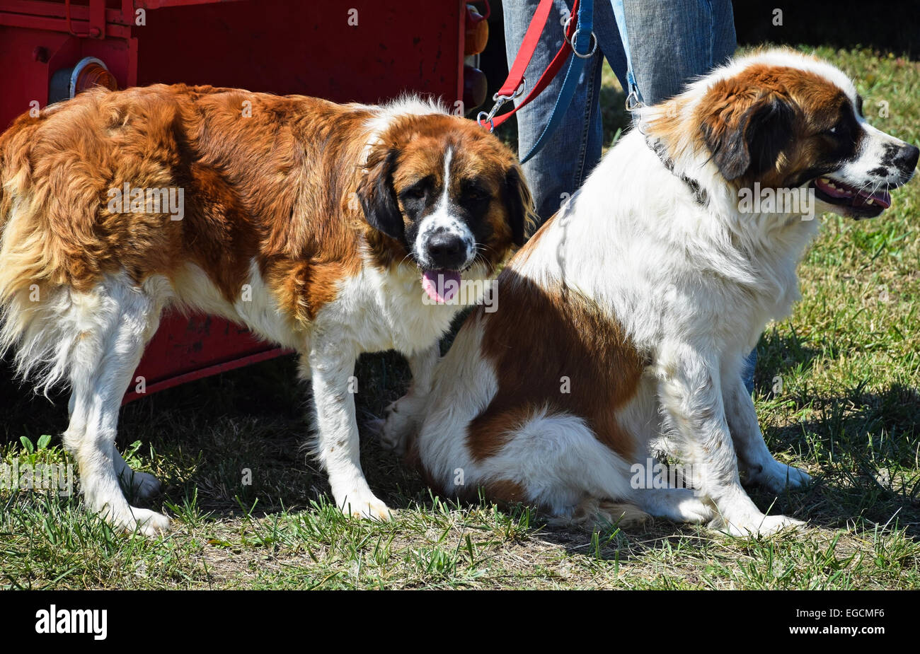 Young Saint Bernard dogs Stock Photo - Alamy