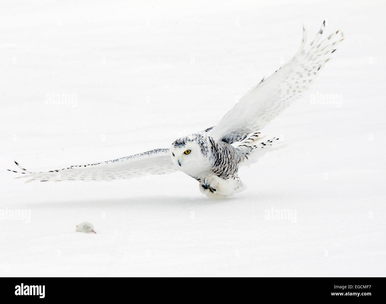 Bubo bubo attacking hi-res stock photography and images - Alamy