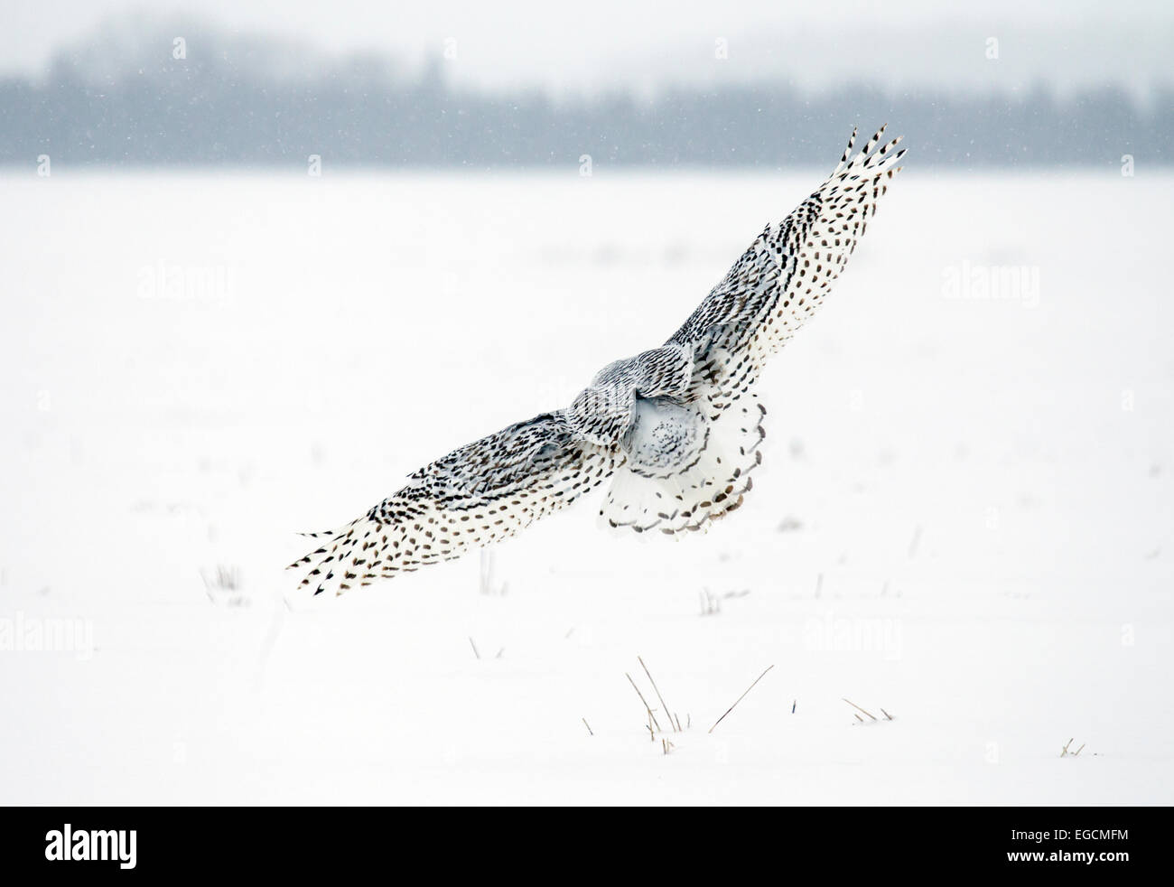 Snowy Owl Feather Patterns Stock Photo - Alamy