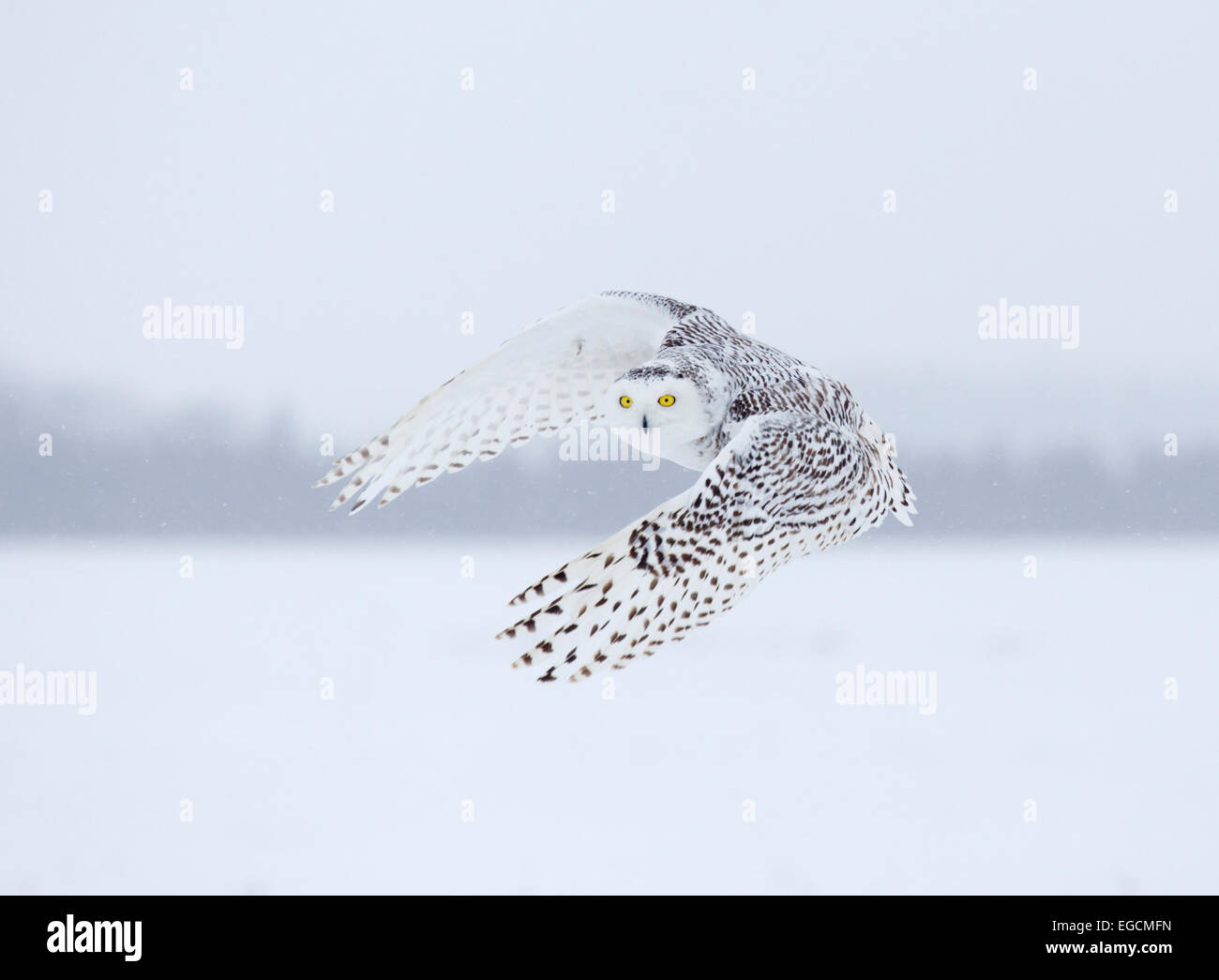 Snowy Owl in Flight Stock Photo - Alamy