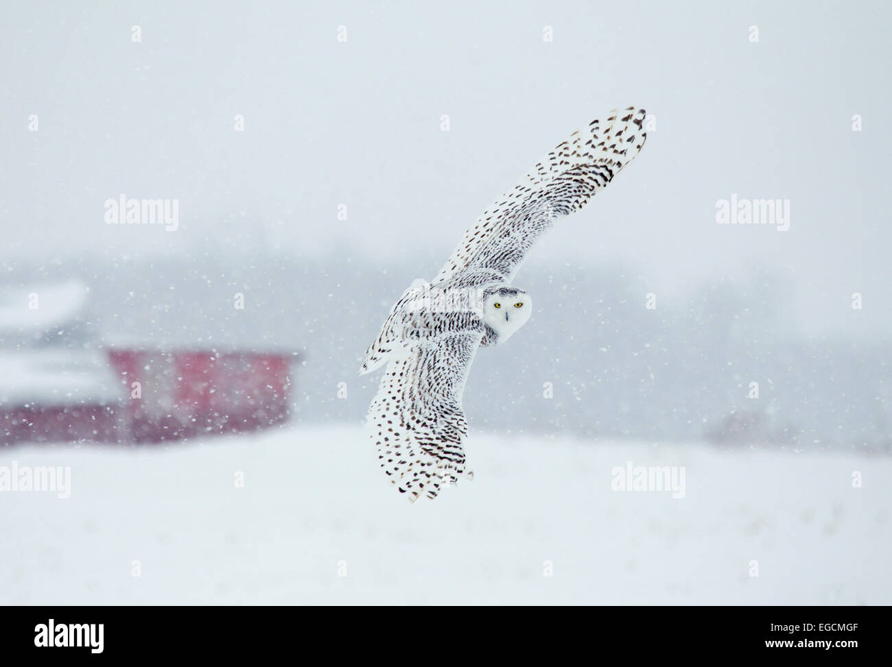 Snowy Owl Flying in Snow Stock Photo - Alamy