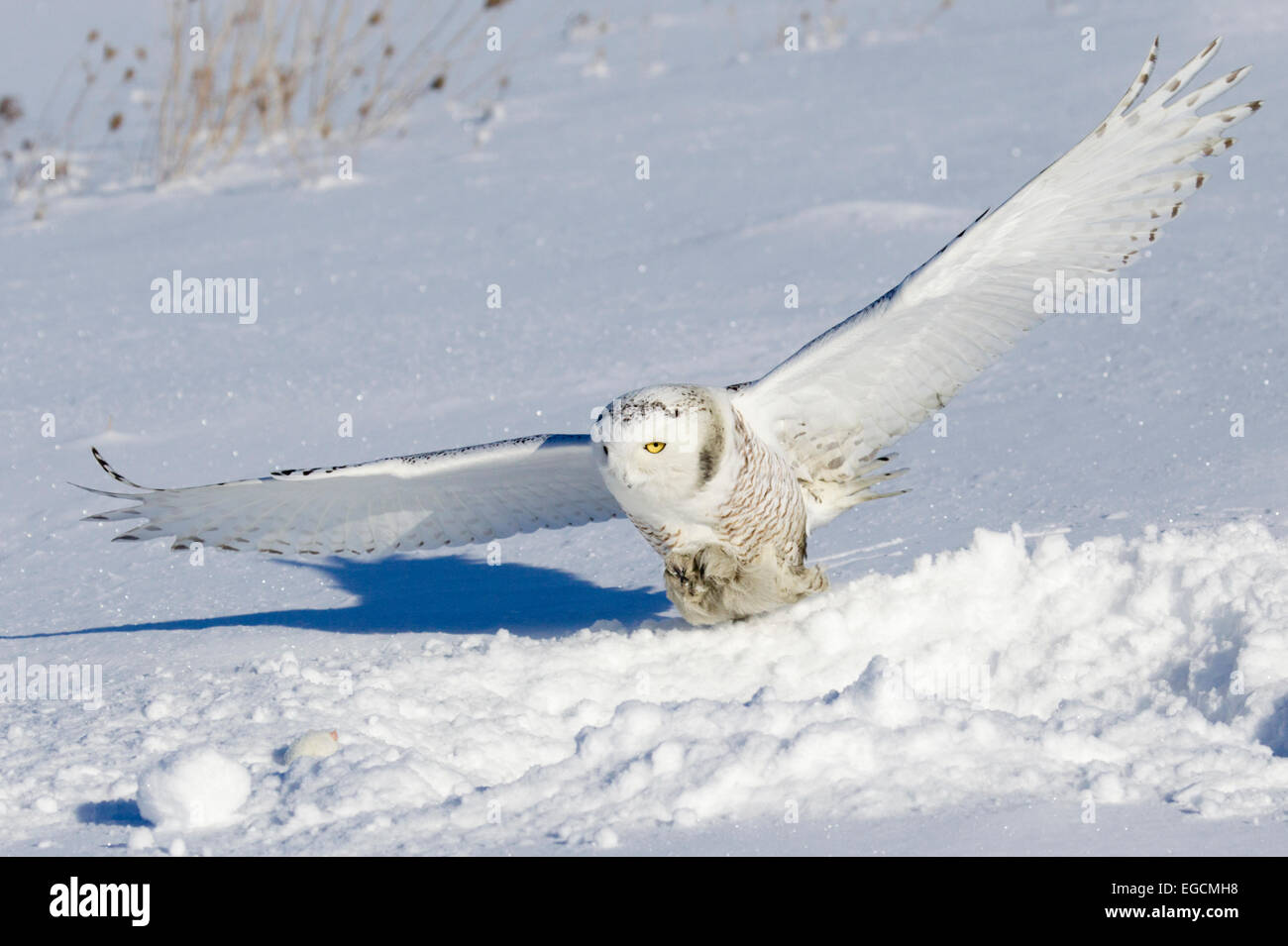 Snowy Owl about to Strike Prey Stock Photo - Alamy