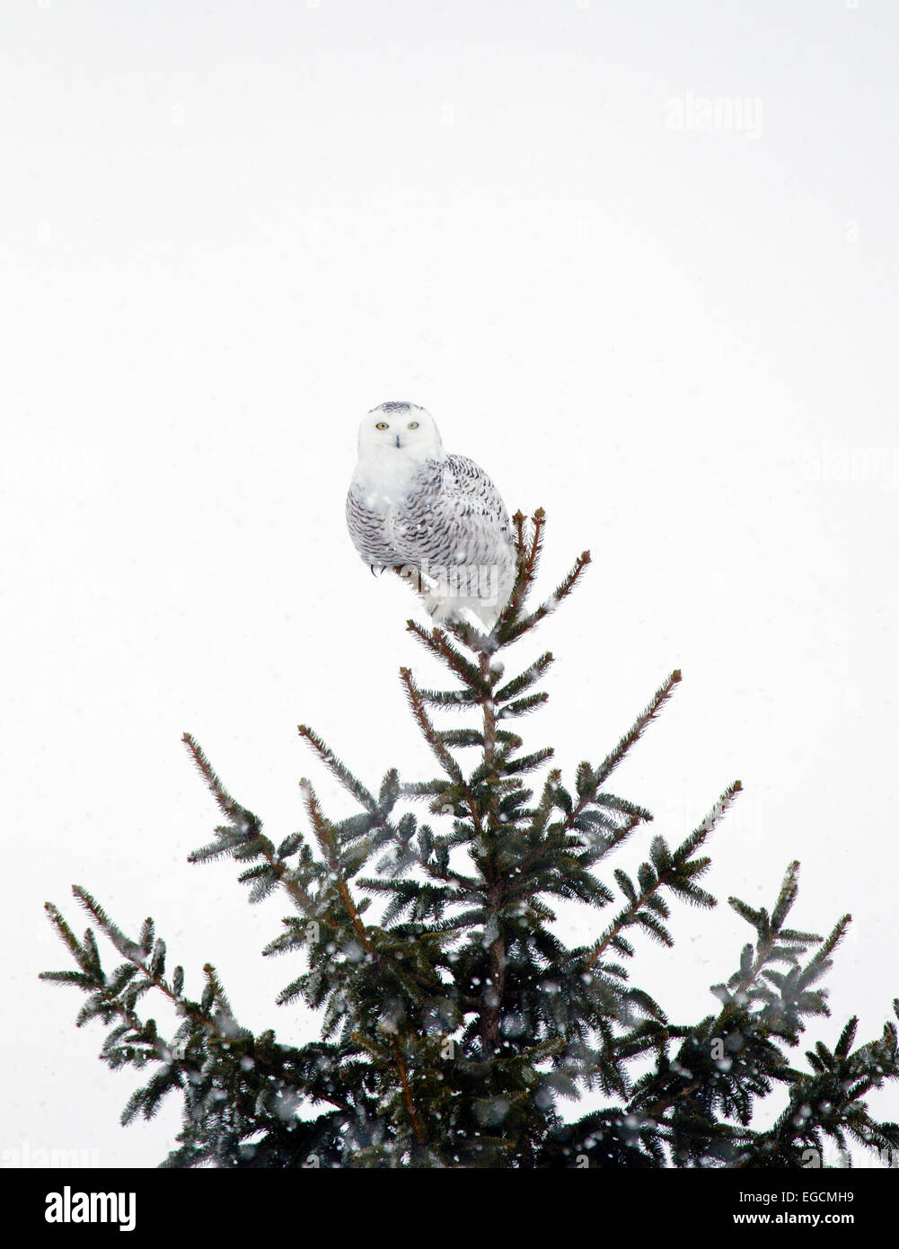 Snowy Owl Perched in the Top of a Pine Tree Stock Photo - Alamy
