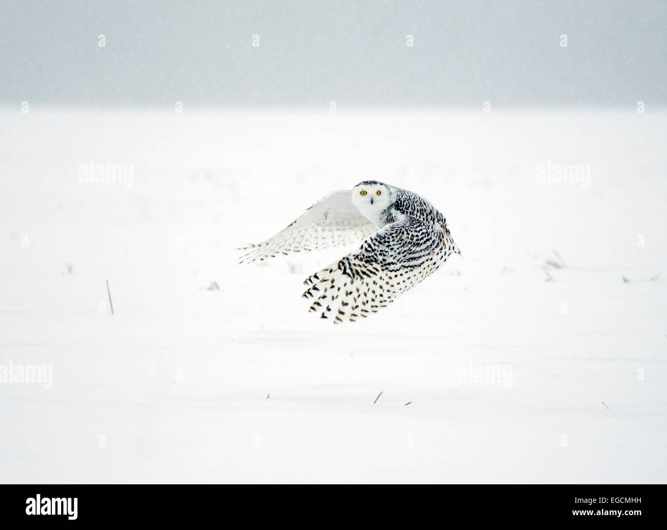 Snowy Owl In Flight High Resolution Stock Photography and Images - Alamy