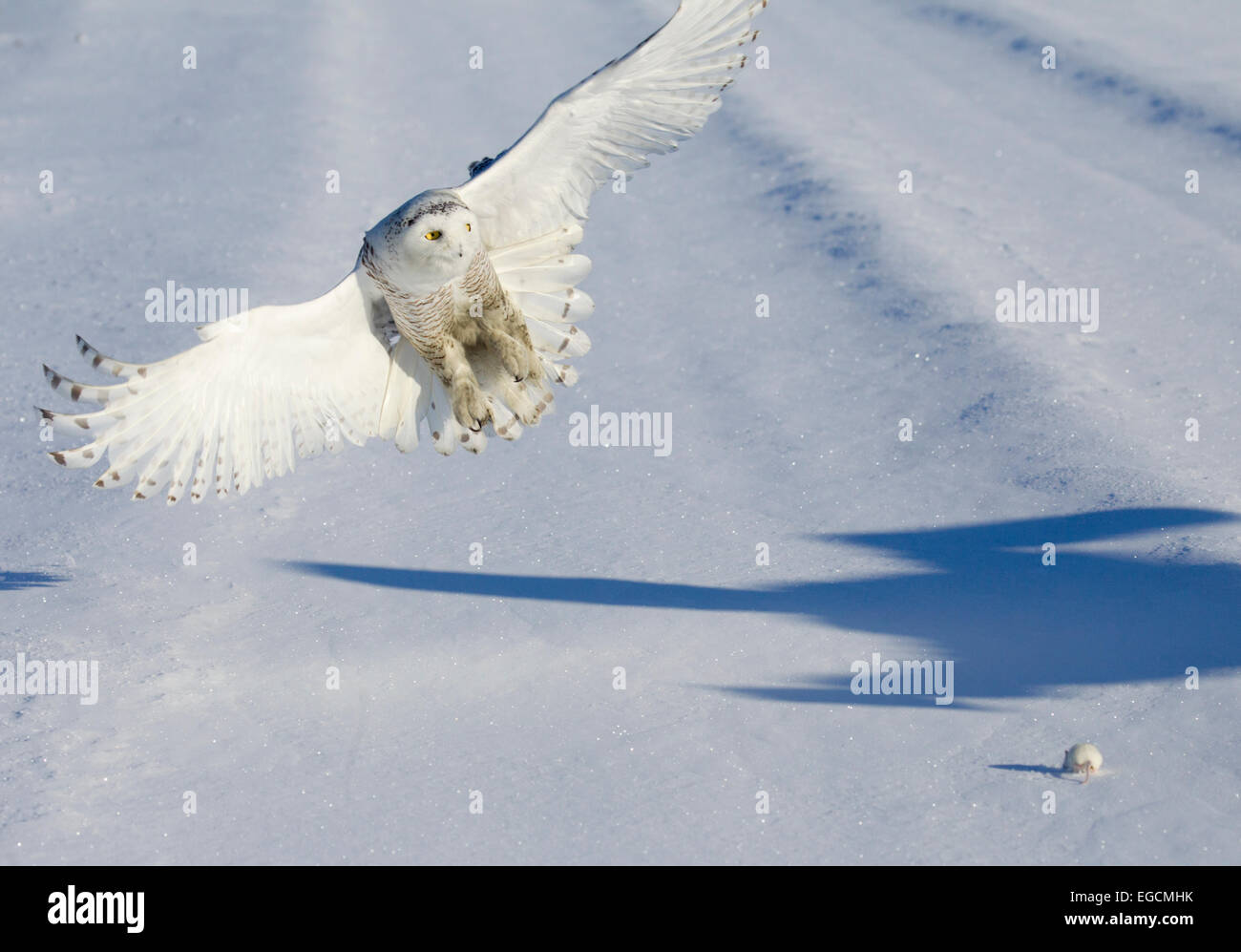 Snowy owl attacking mouse hi-res stock photography and images - Alamy