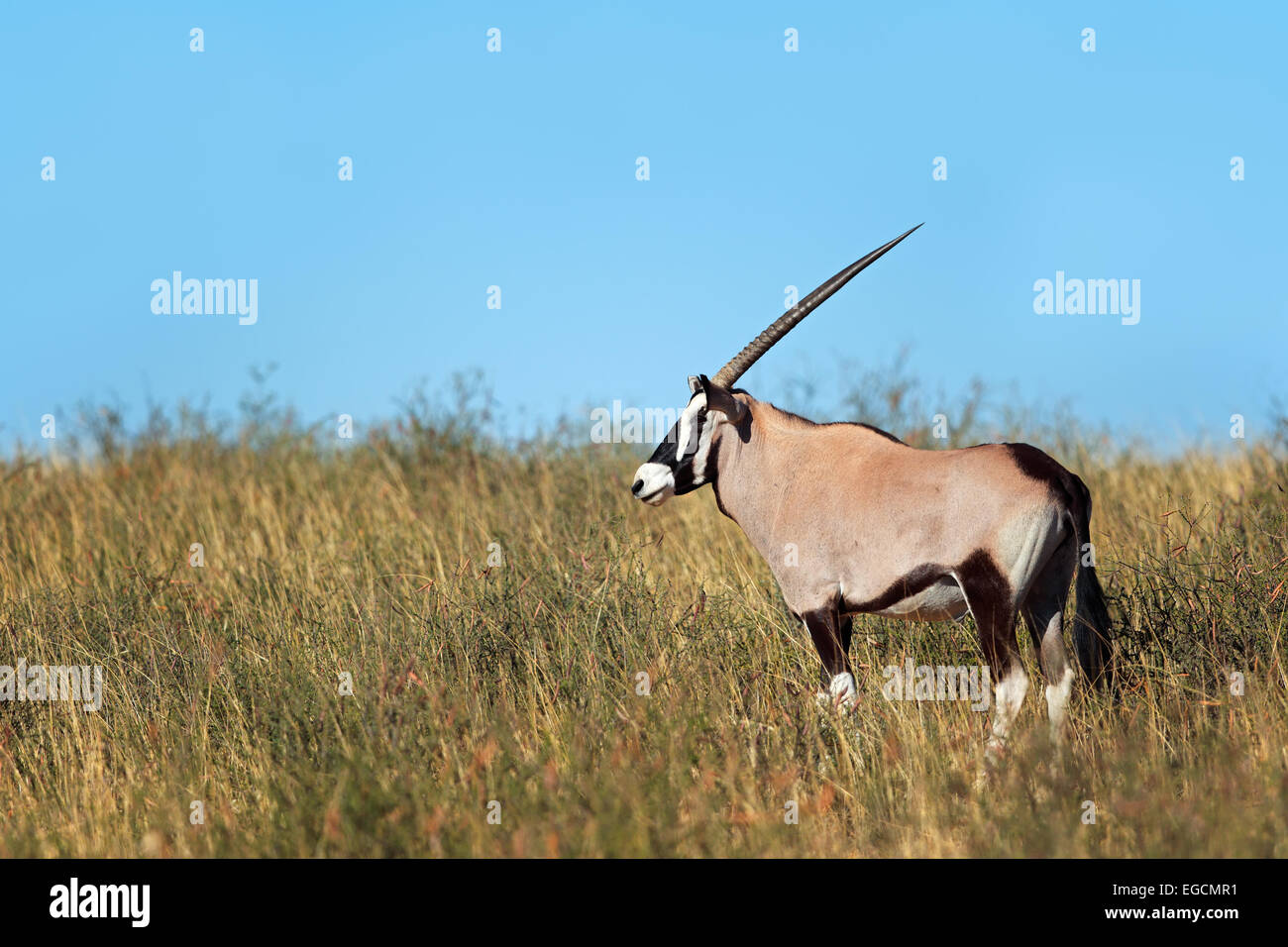 A gemsbok antelope (Oryx gazella) in natural habitat, Kalahari desert ...