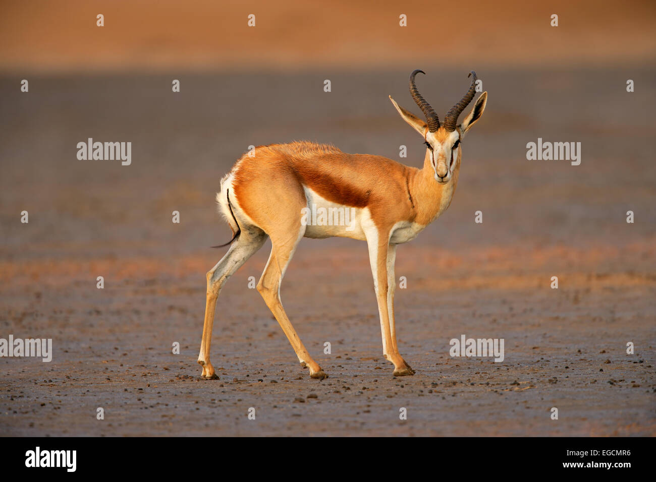 Springbok ears hi-res stock photography and images - Alamy