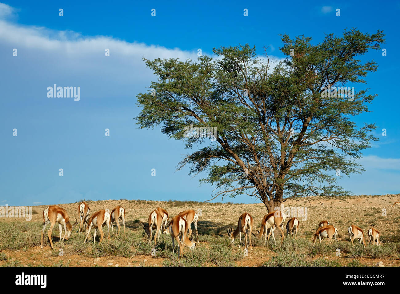 Landscape with Acacia tree and springbok antelopes (Antidorcas ...