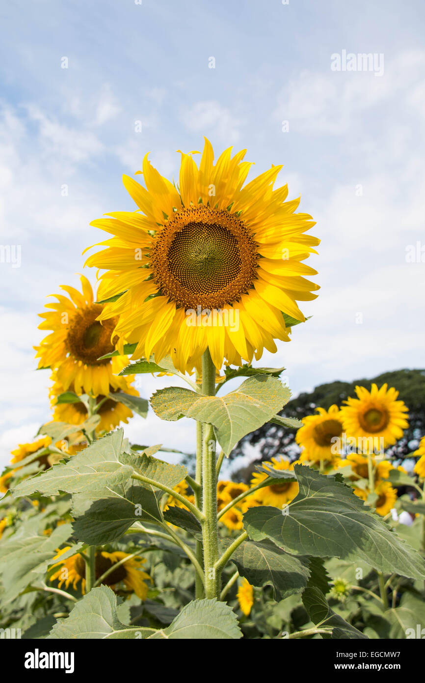 A solitary flower outstanding in a sunflower field Stock Photo - Alamy