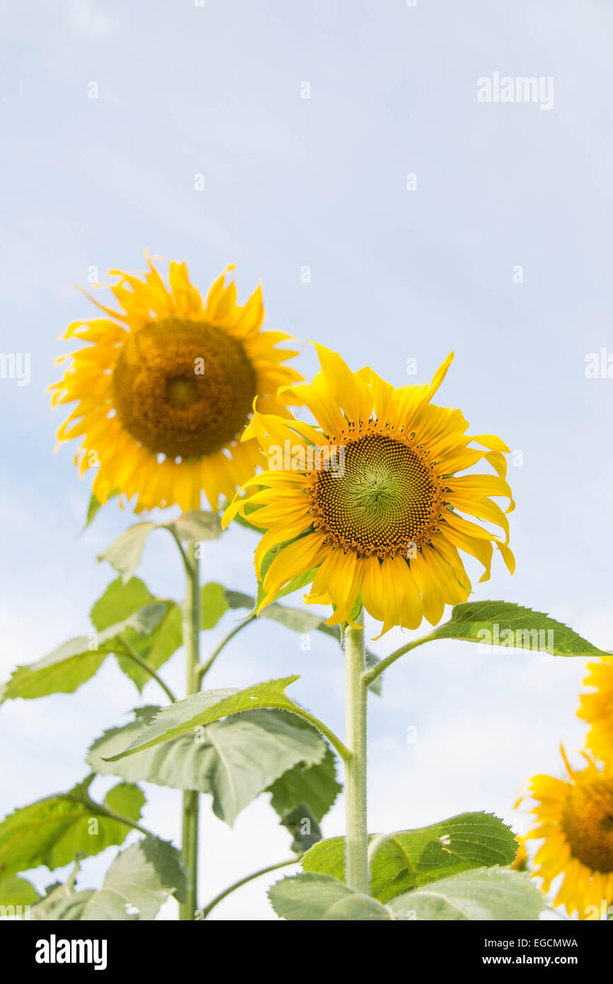 A solitary flower outstanding in a sunflower field Stock Photo - Alamy