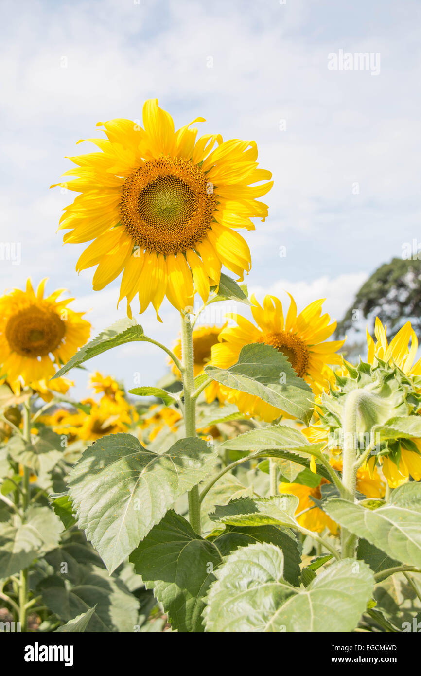 A solitary flower outstanding in a sunflower field Stock Photo - Alamy