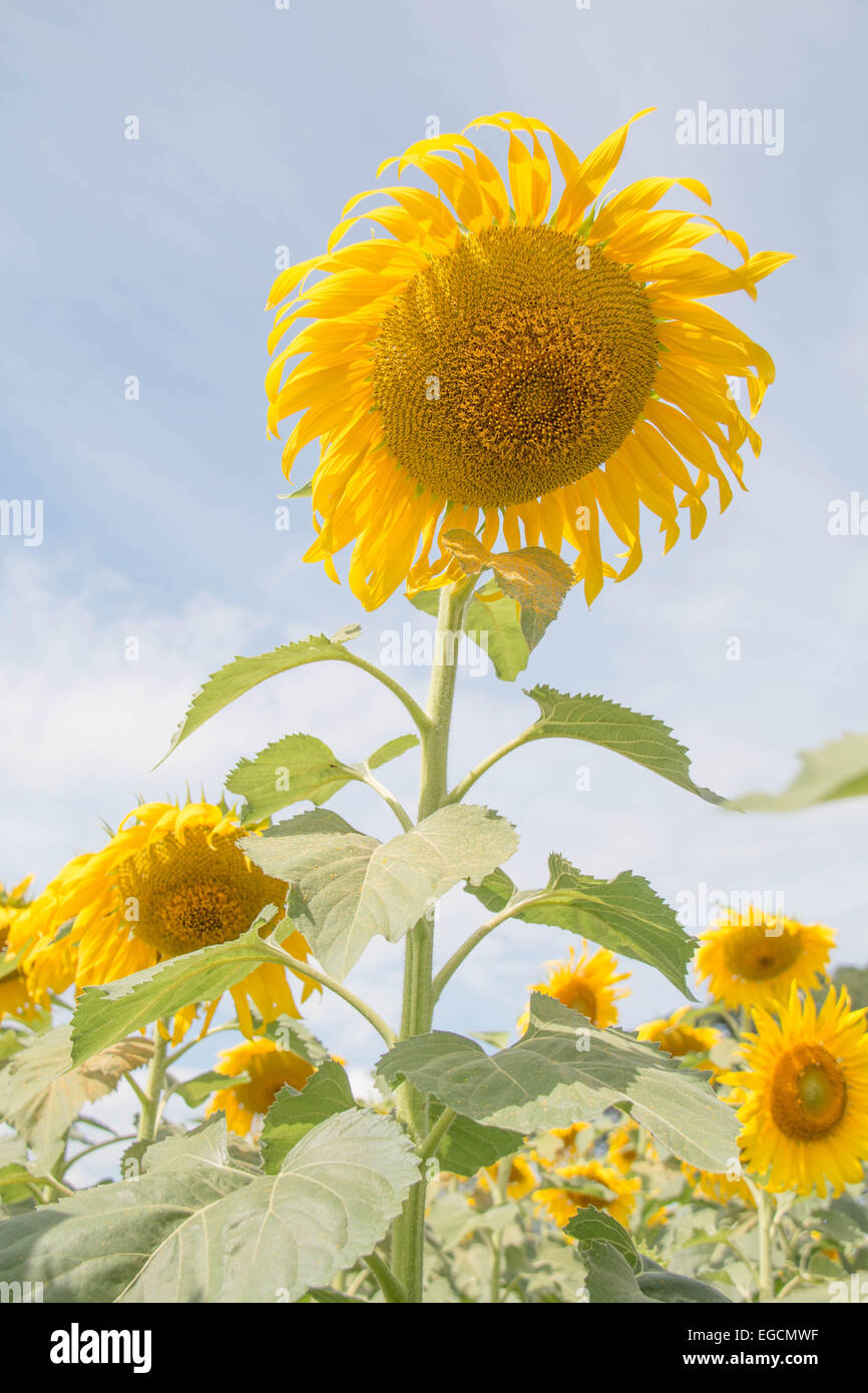 A solitary flower outstanding in a sunflower field Stock Photo - Alamy