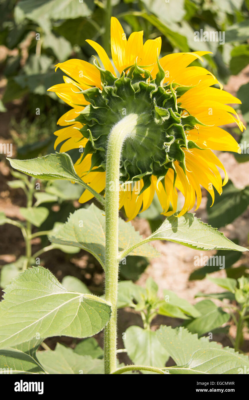 A solitary flower outstanding in a sunflower field Stock Photo - Alamy