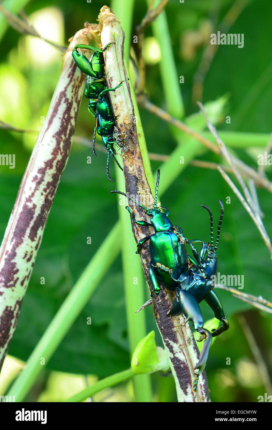 Green Beetle mating Stock Photo - Alamy