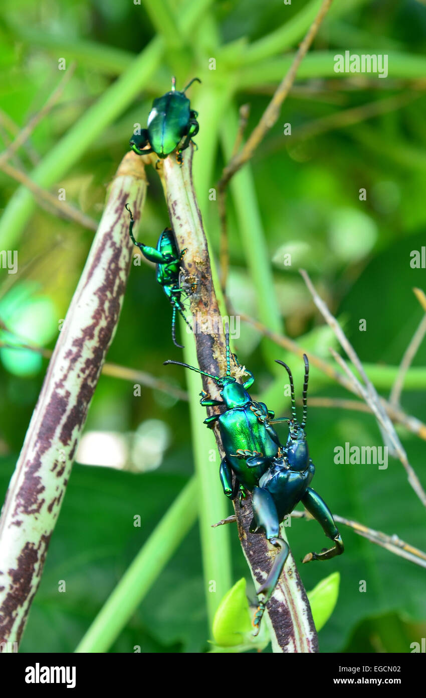 Green Beetle mating Stock Photo - Alamy