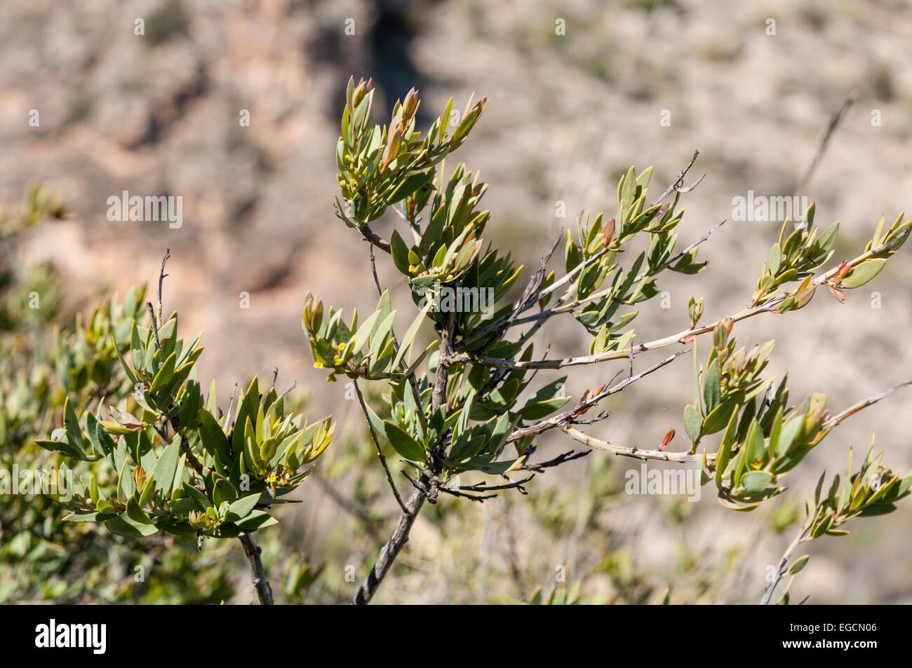 Osyris lanceolata hi-res stock photography and images - Alamy
