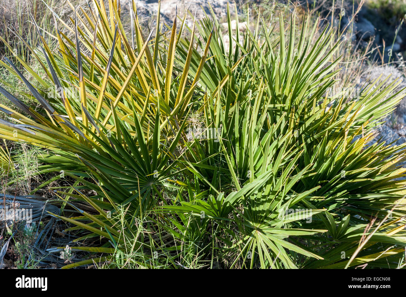 Detail of European fan palm, Chamaerops humilis Stock Photo - Alamy