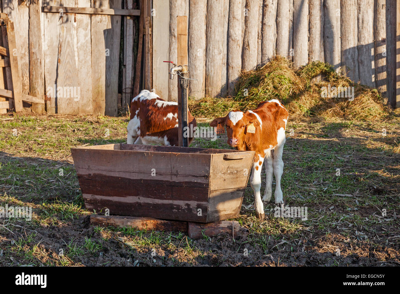 Priscos, Portugal. Largest living Nativity Scene in Europe. Cow calves ...