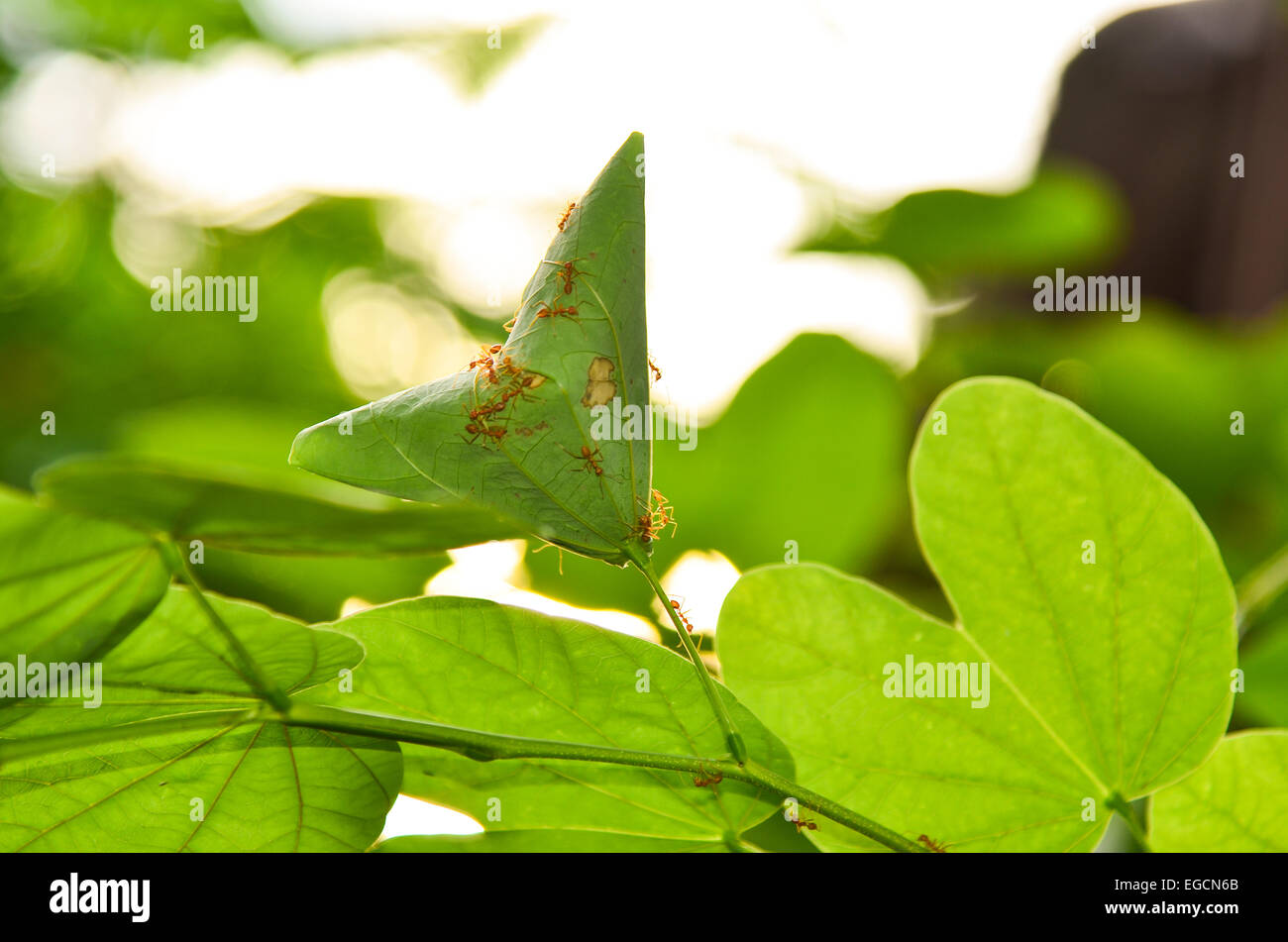 Ant leaf ideas hi-res stock photography and images - Alamy