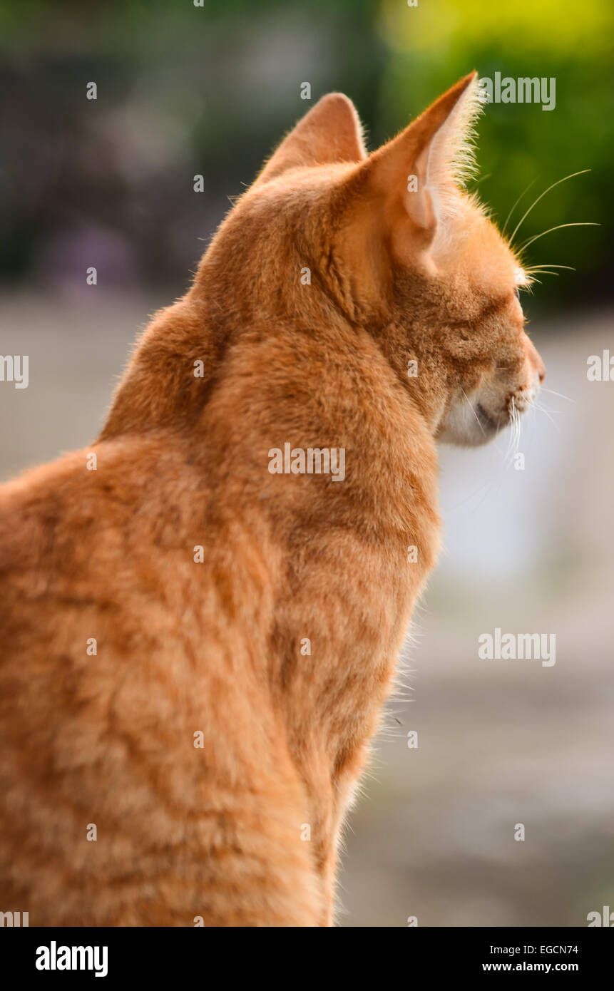 Yellow cat turns Stock Photo - Alamy