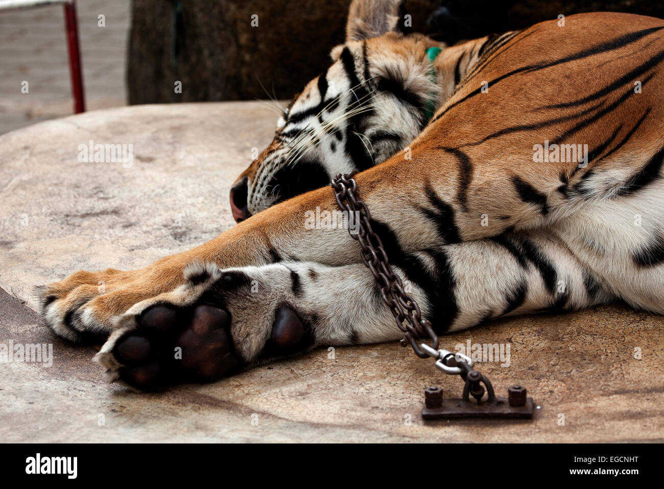 Pictures of tiger hi-res stock photography and images - Alamy