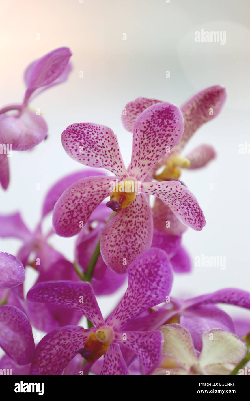 pink orchid in the garden Stock Photo - Alamy