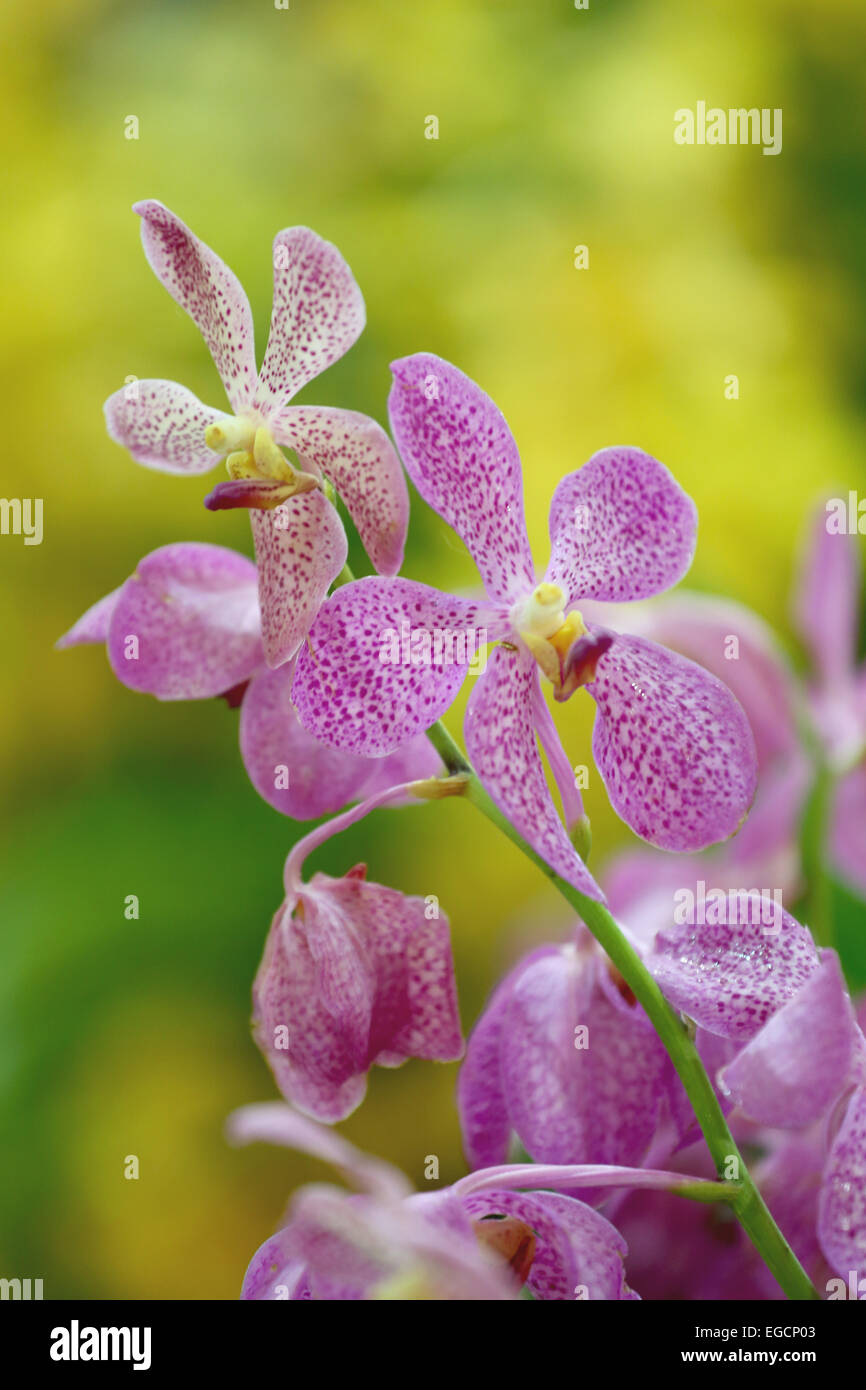 pink orchid in the garden Stock Photo - Alamy